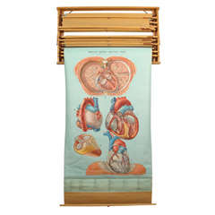 Denoyer-Geppert Anatomy Series Pull-Down Set at 1stDibs | denoyer ...