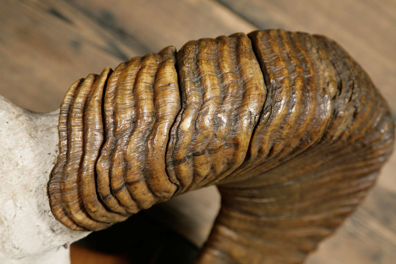 A Skull and Horns of a Argali Sheep at 1stDibs