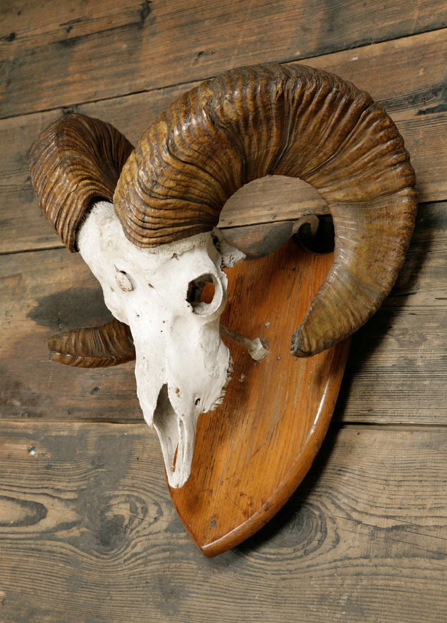 A Skull and Horns of a Argali Sheep at 1stDibs | argali skull, argali ...
