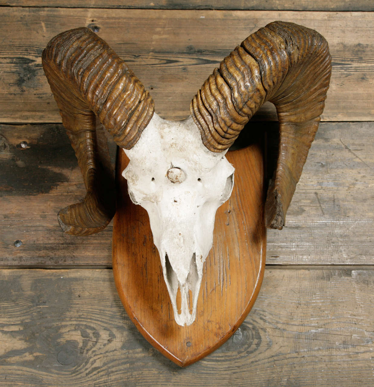 A Skull and Horns of a Argali Sheep at 1stDibs | argali skull, argali ...