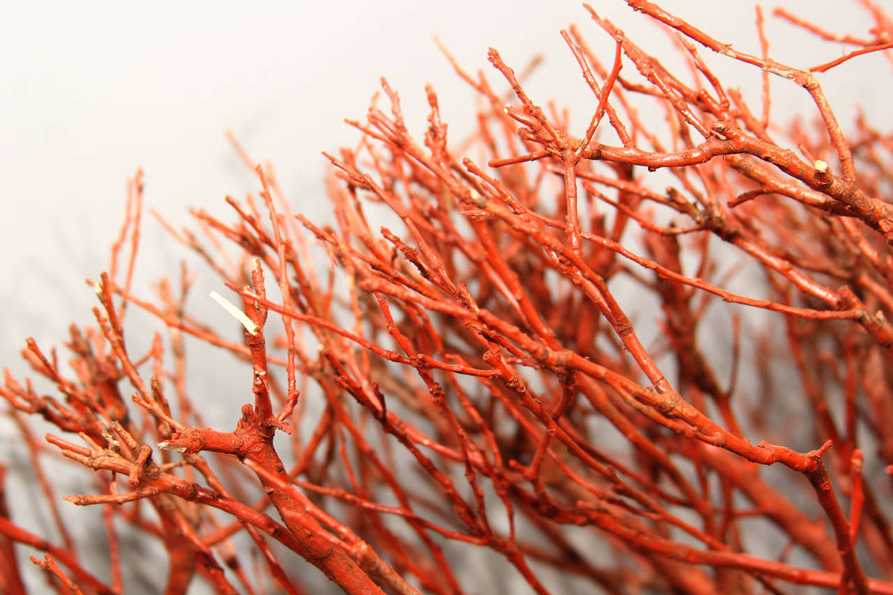 Wood "coral" Wall Sculpture at 1stDibs | coral wall sculpture