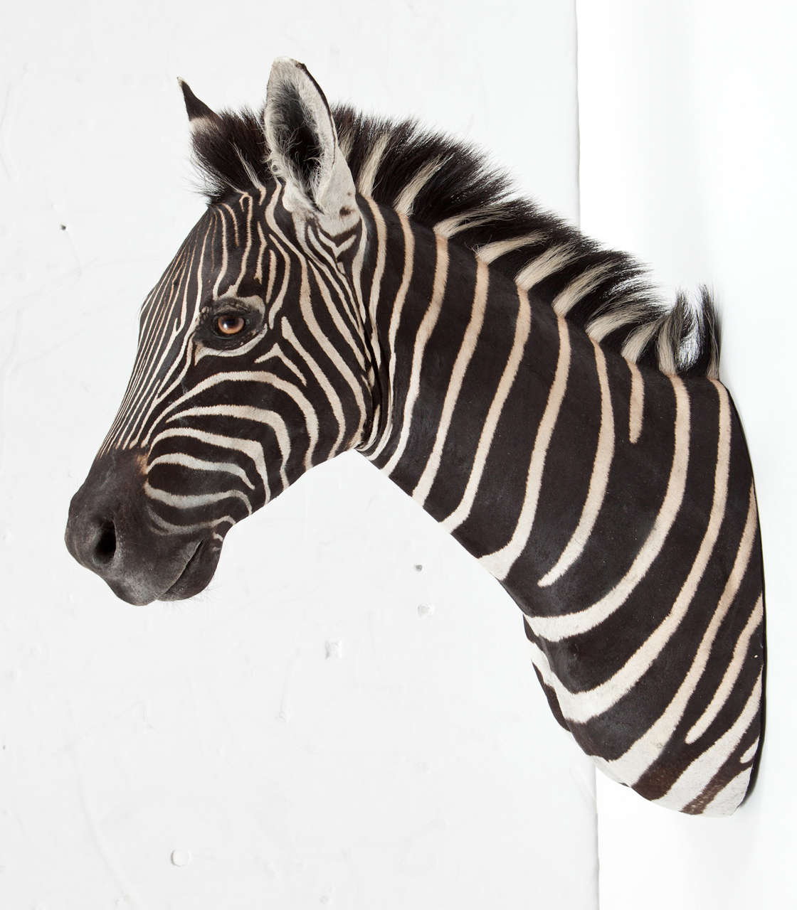 Taxidermy, Zebra, Offered by Area ID at 1stDibs