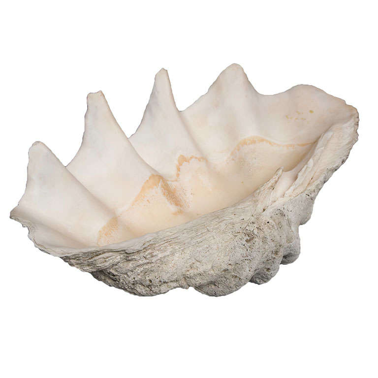 Very Large Clam Shell at 1stDibs