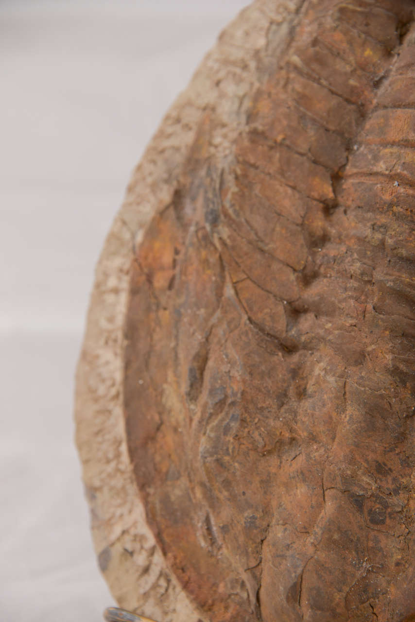 Large Trilobite Fossil For Sale at 1stDibs | trilobites for sale