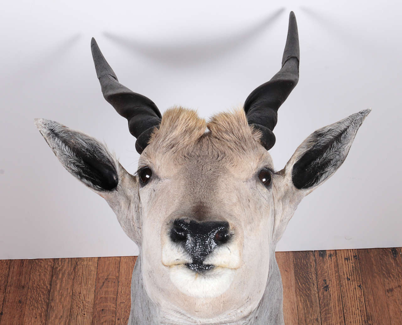 2000s African Eland Taxidermy Shoulder Mount For Sale at 1stDibs ...