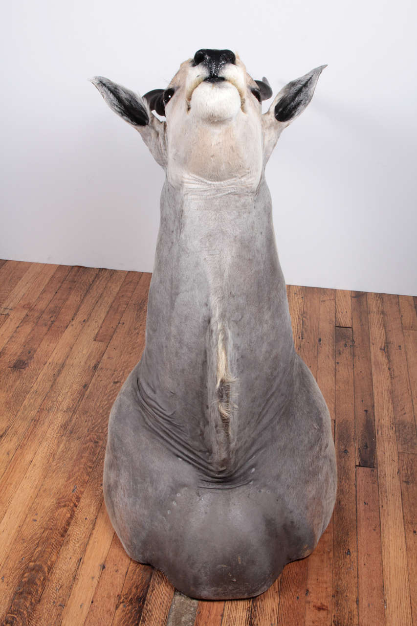 2000s African Eland Taxidermy Shoulder Mount For Sale at 1stDibs ...