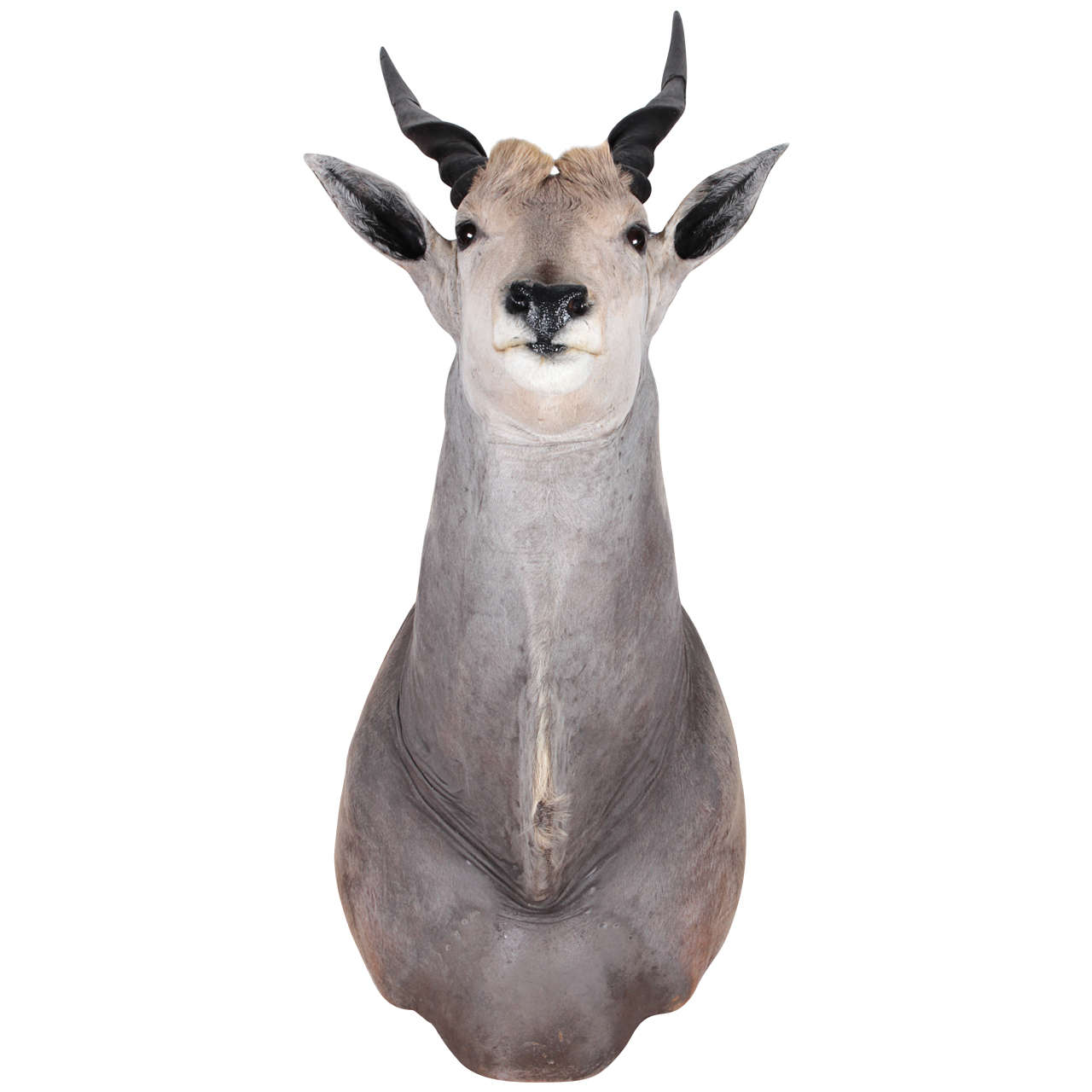 Taxidermy Giraffe 3/4 Neck Mount at 1stDibs