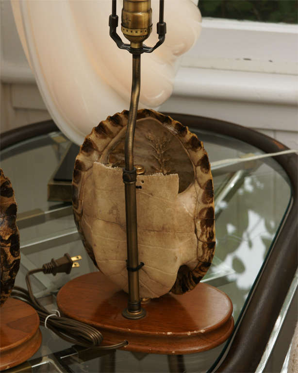Pair of Turtle Shell Lamps at 1stDibs