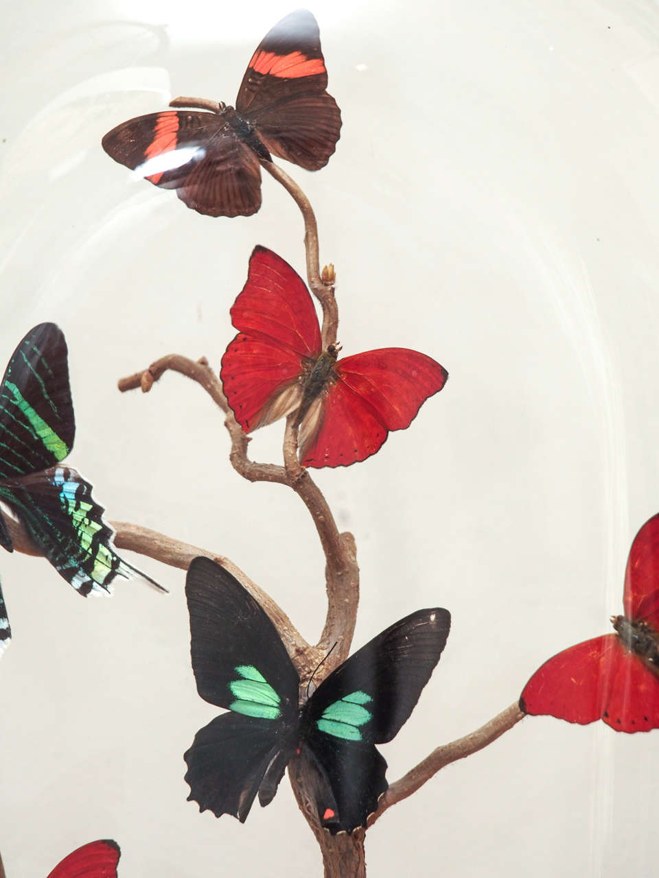 Specimen Butterflies under Glass Dome at 1stdibs