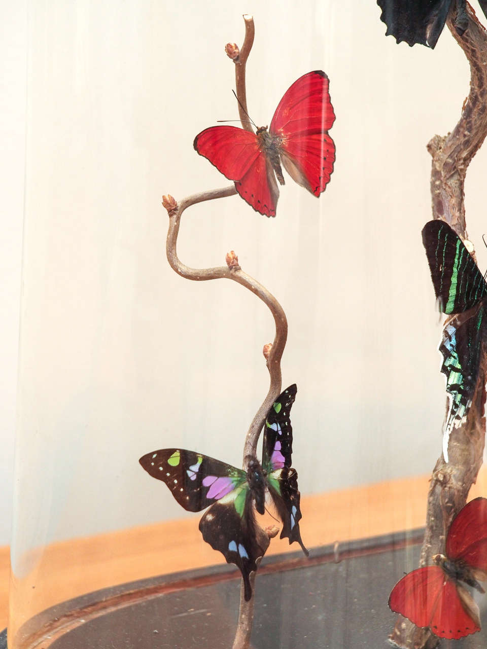 Specimen Butterflies under Glass Dome at 1stdibs