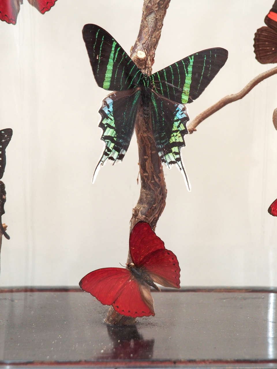 Specimen Butterflies under Glass Dome at 1stdibs