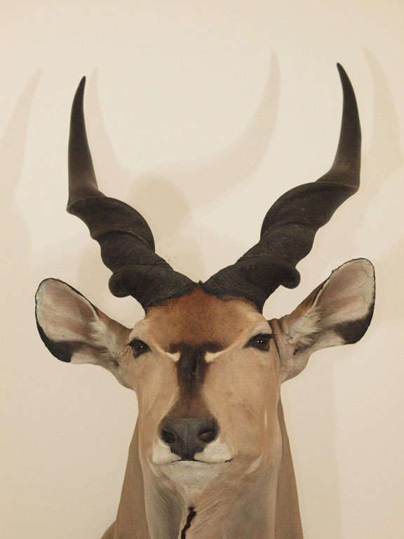 Magnificent and Large African Eland Mount at 1stDibs