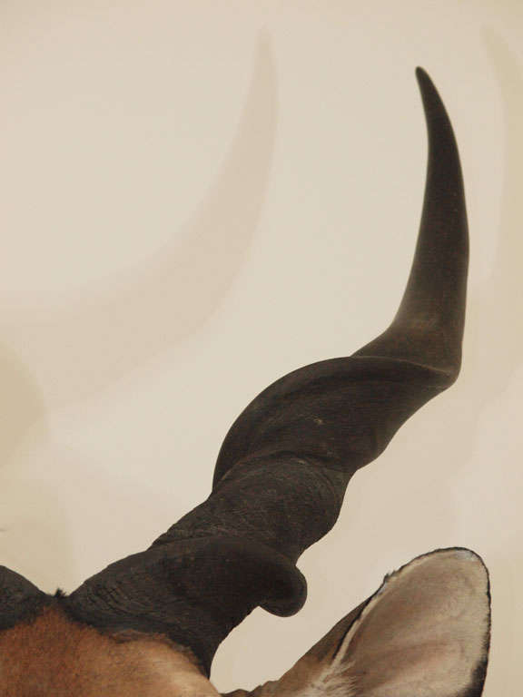 Magnificent and Large African Eland Mount at 1stDibs