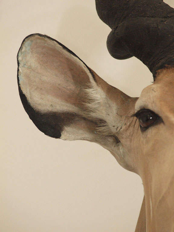 Magnificent and Large African Eland Mount at 1stDibs