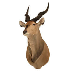 Magnificent and Large African Eland Mount at 1stDibs