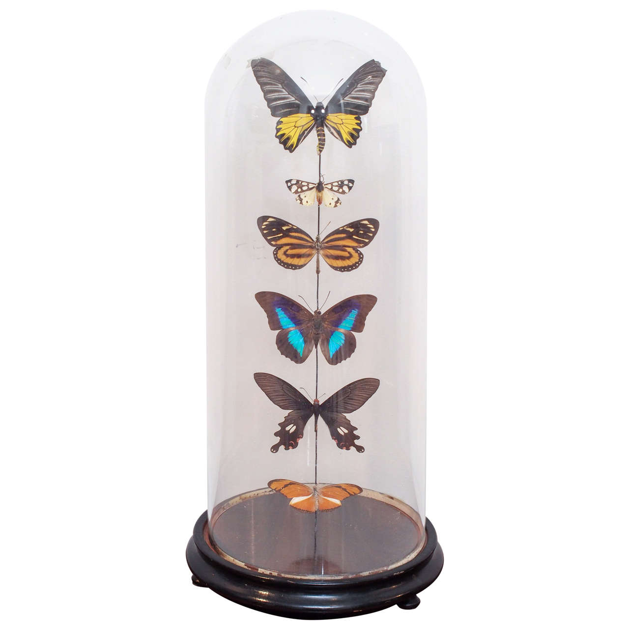 Specimen Butterflies under Glass Dome at 1stDibs