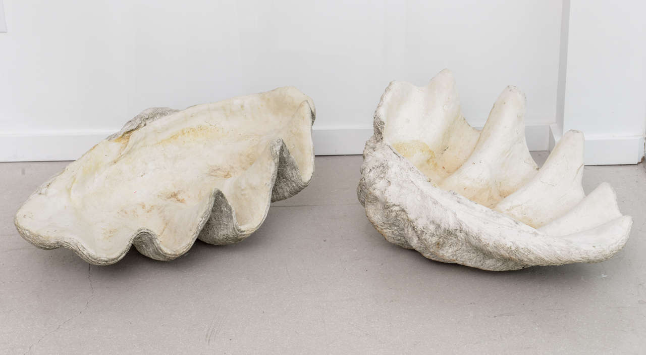 Gigantic Clamshell For Sale at 1stDibs