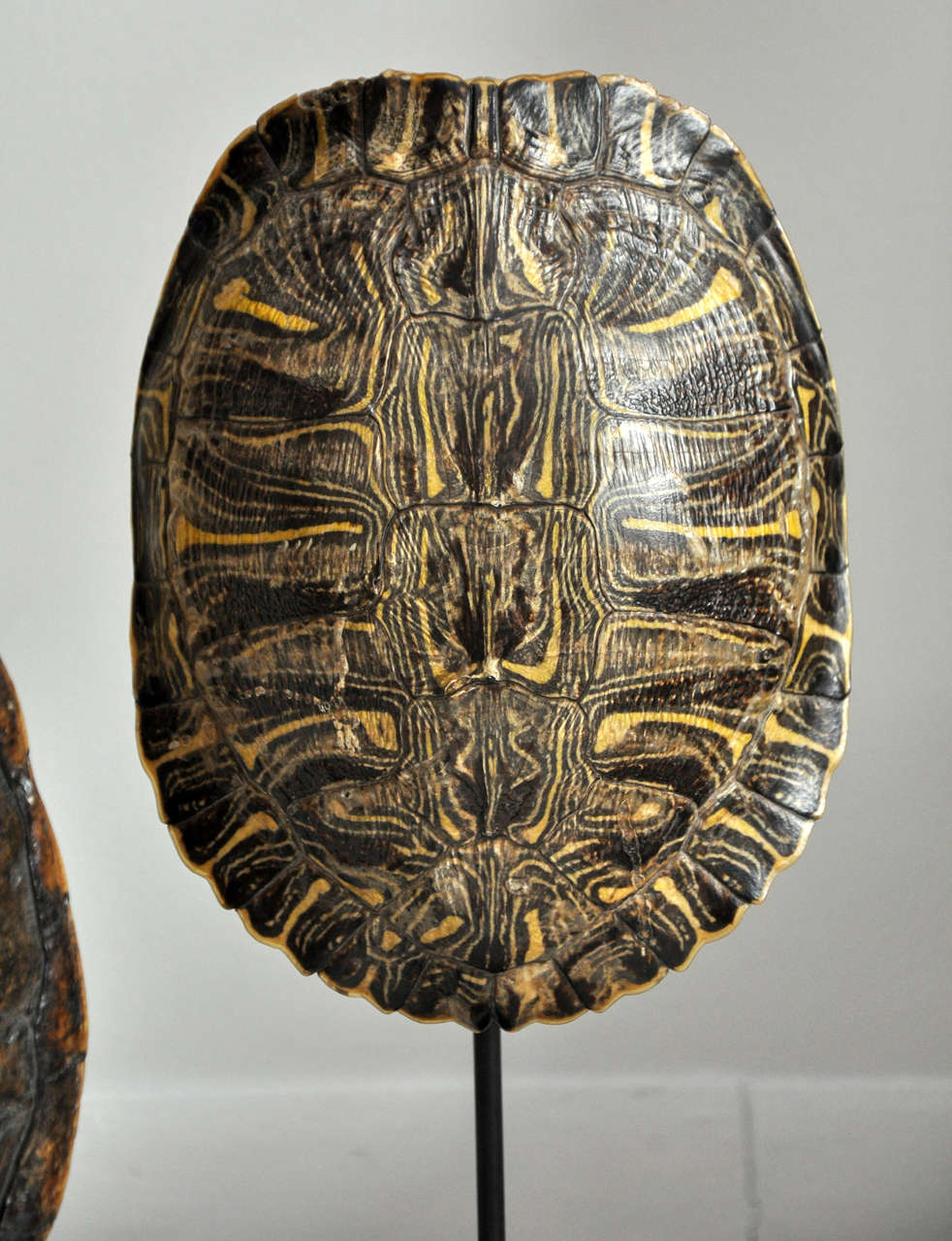 Turtle Shells on Stands at 1stDibs | turtle shell display stand