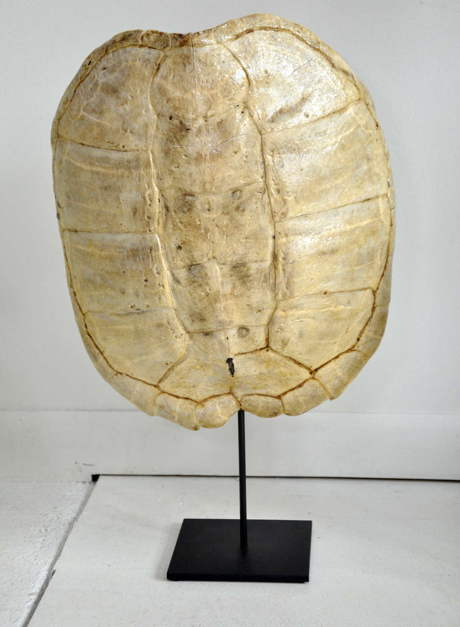 Turtle Shells on Stands at 1stDibs | turtle shell display stand