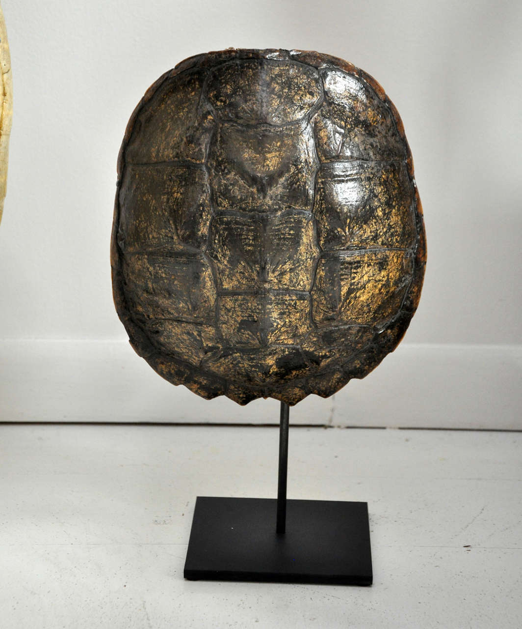 Turtle Shells on Stands at 1stDibs | turtle shell display stand