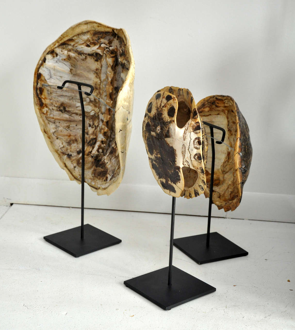 Turtle Shells on Stands at 1stDibs | turtle shell display stand