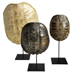 Turtle Shells on Stands at 1stDibs | turtle shell display stand