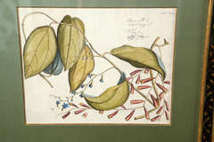 Engravings from Hortus Indicus Hand Colored by Henrik Adrian van Rheede ...