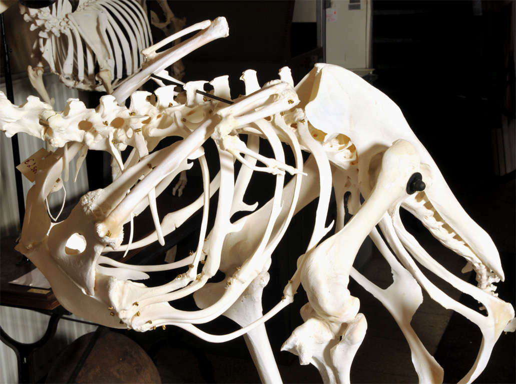 Ostrich Skeleton at 1stDibs