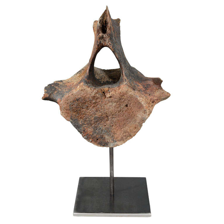 Ancient Whale Bone/Vertebra on stand For Sale at 1stDibs