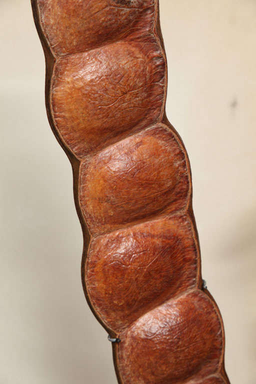 Seed Pod Rattles on Stands at 1stDibs | decorative seed pods