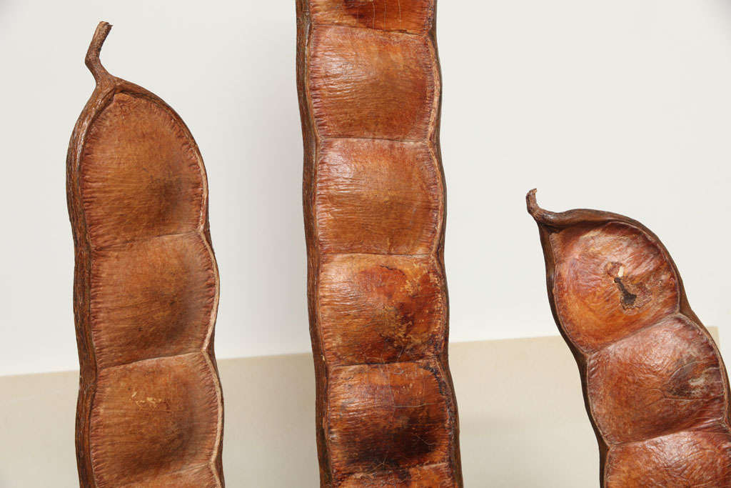 Seed Pod Rattles on Stands at 1stDibs | decorative seed pods