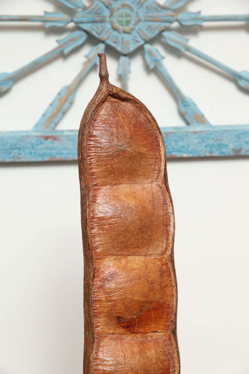 Seed Pod Rattles on Stands at 1stDibs | decorative seed pods