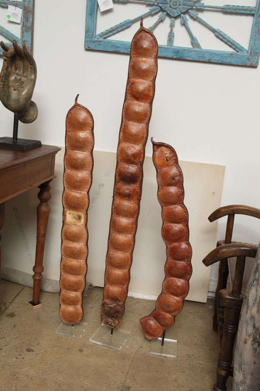 Seed Pod Rattles on Stands at 1stDibs | decorative seed pods