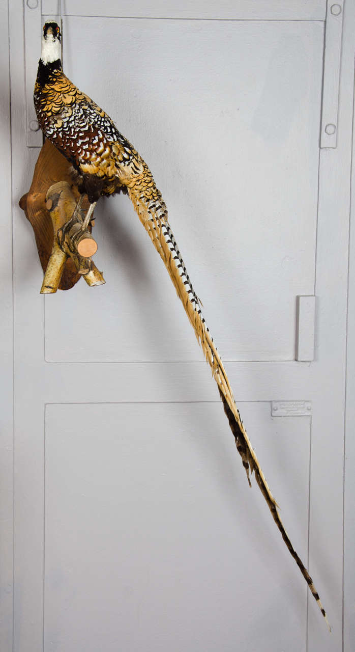 Fine Stuffed and Mounted Chinese Reeves Pheasant at 1stDibs | reeves ...