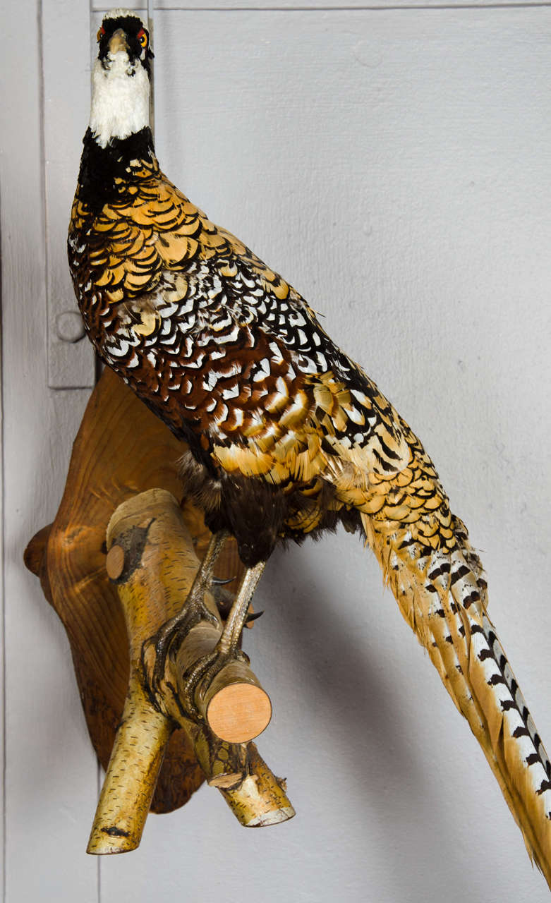 Fine Stuffed and Mounted Chinese Reeves Pheasant at 1stDibs | reeves ...