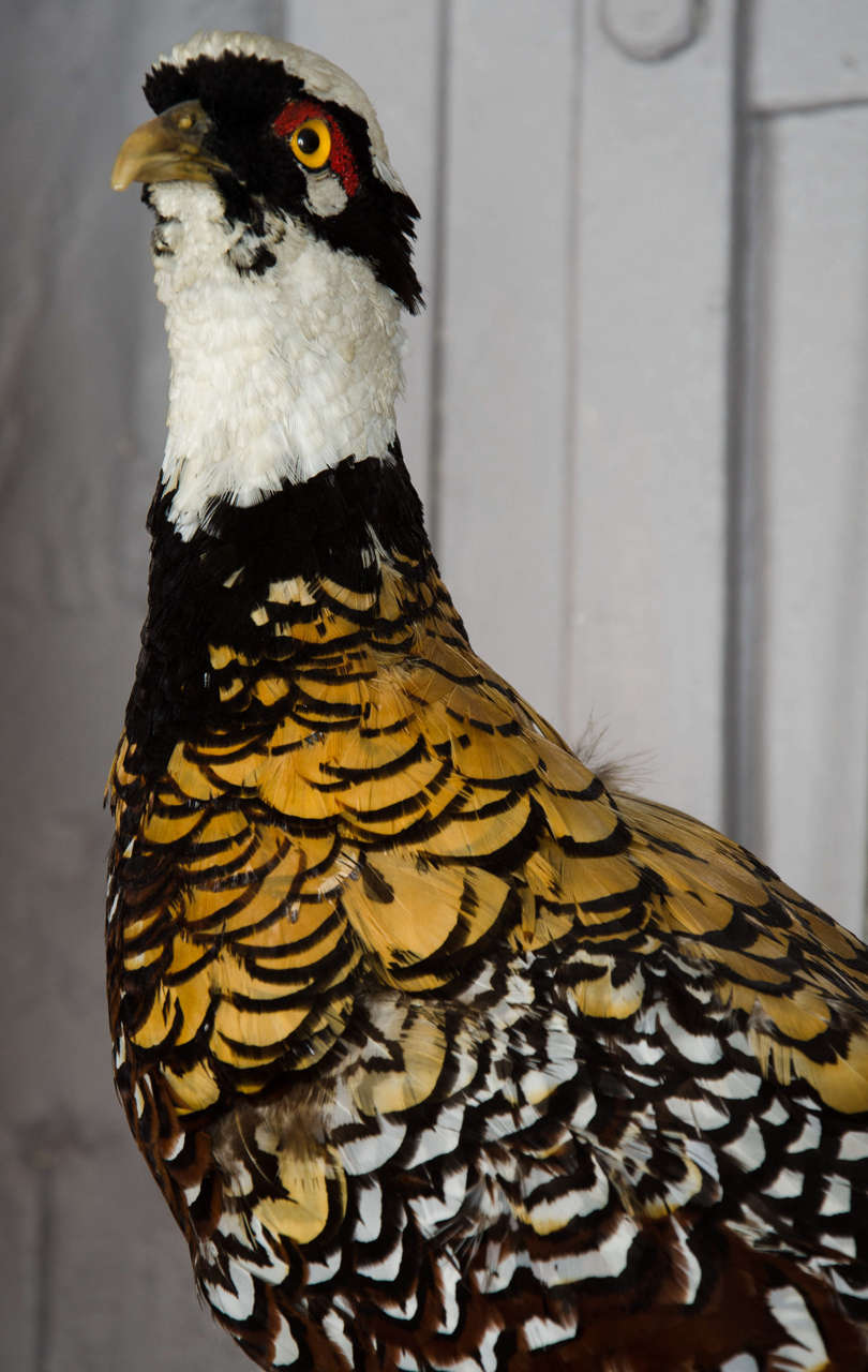 Fine Stuffed and Mounted Chinese Reeves Pheasant at 1stDibs | reeves ...