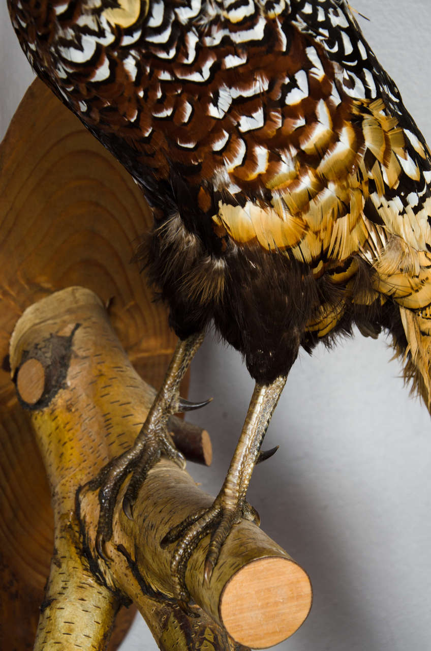 Fine Stuffed and Mounted Chinese Reeves Pheasant at 1stDibs | reeves ...