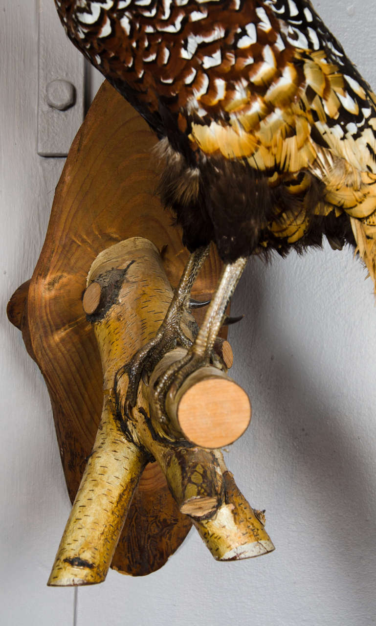 Fine Stuffed and Mounted Chinese Reeves Pheasant at 1stDibs | reeves ...