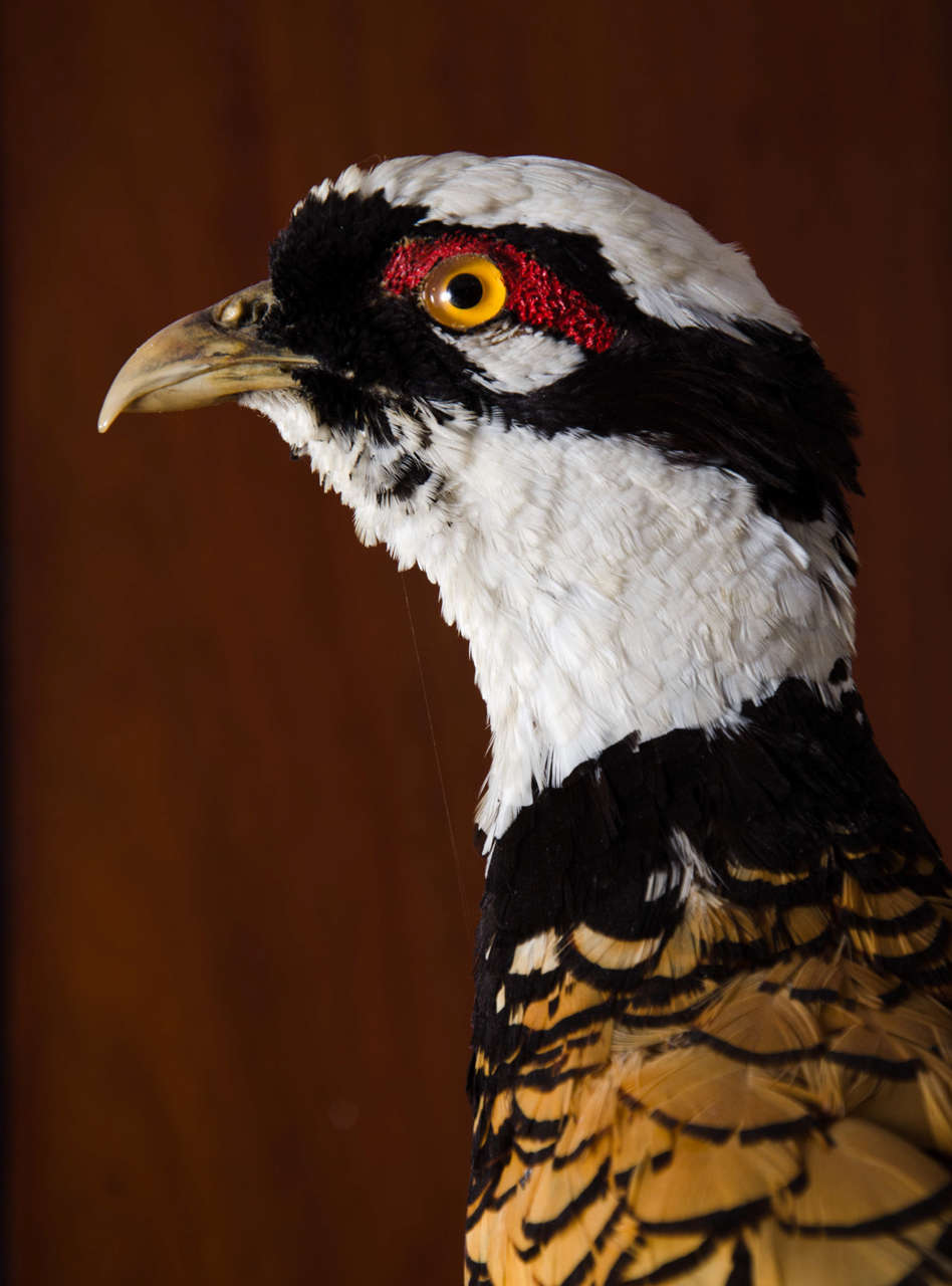 Fine Stuffed and Mounted Chinese Reeves Pheasant at 1stDibs | reeves ...
