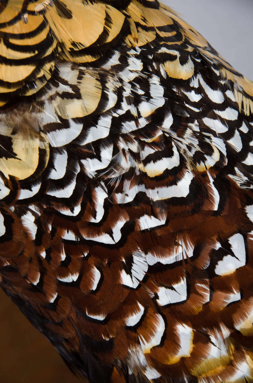 Fine Stuffed and Mounted Chinese Reeves Pheasant at 1stDibs | reeves ...