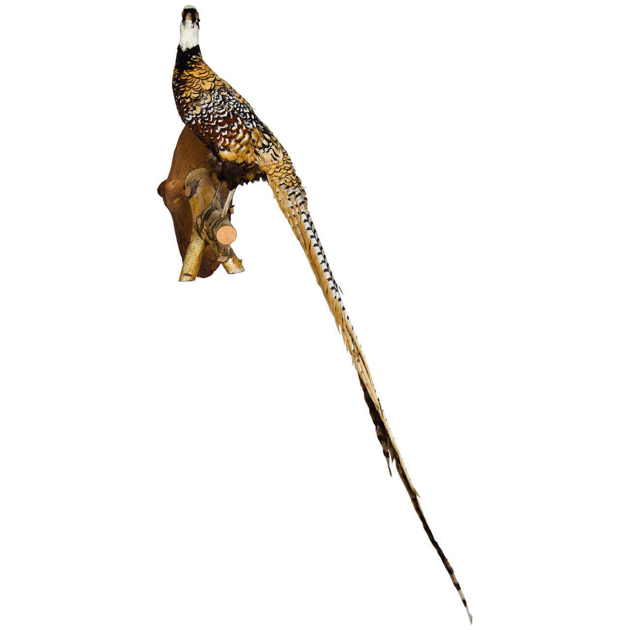 Fine Stuffed and Mounted Chinese Reeves Pheasant at 1stDibs | reeves ...