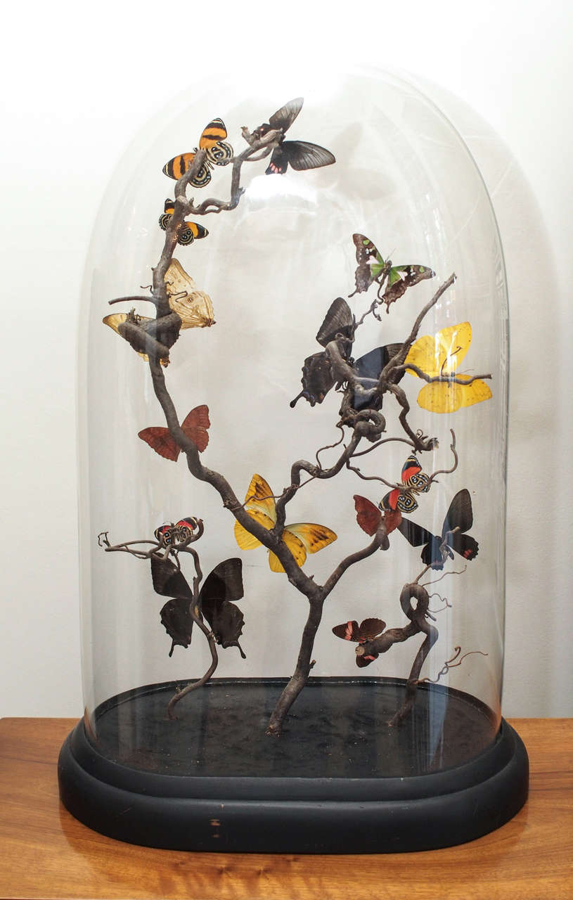 Specimen Butterflies under Glass Dome at 1stDibs | taxidermy butterfly ...