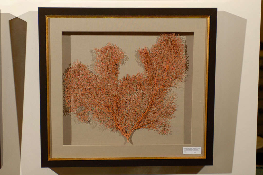 Set of 6 Original Coral Sea Fans mounted in a shadow box at 1stDibs