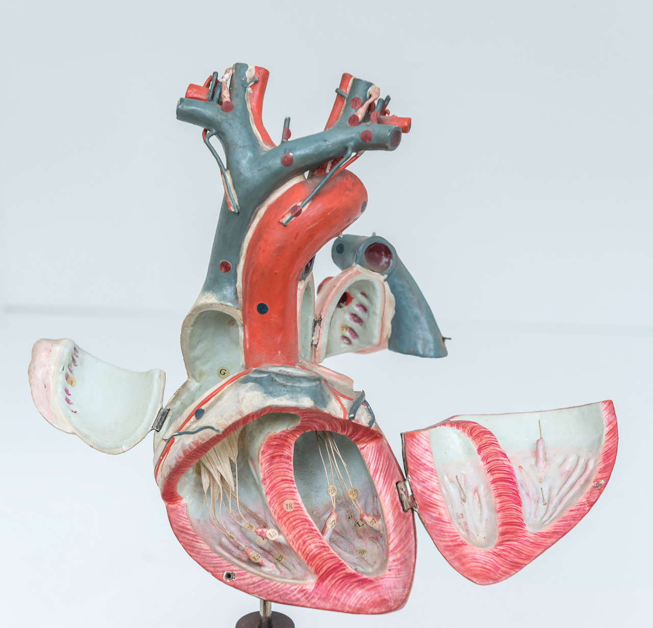 Clay and Adams Inc Medical Heart Model at 1stdibs