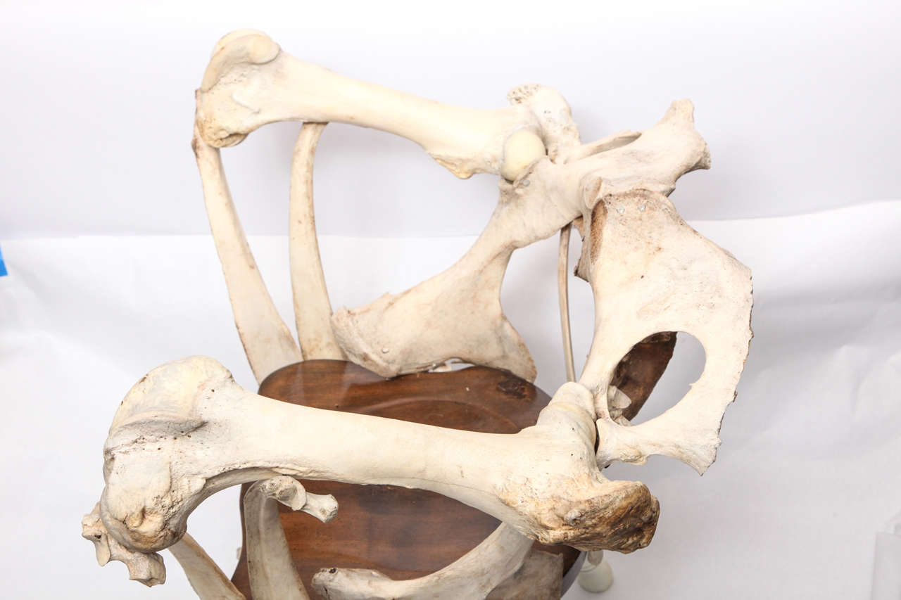 Modernist Sculptural Chair Crafted Out of Cow Bones at 1stDibs | chair ...