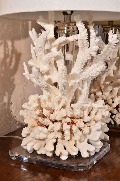 Pair of Coral Lamps at 1stDibs