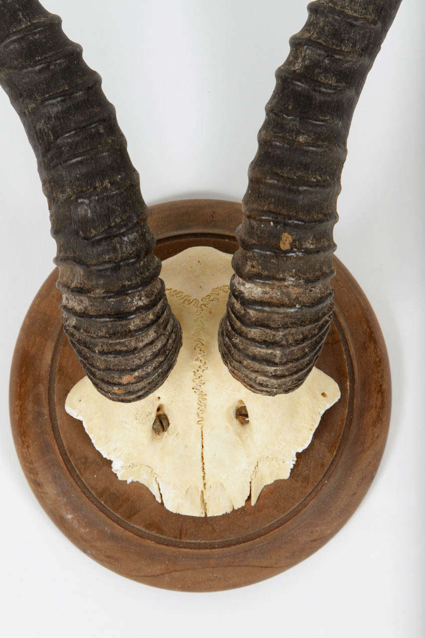 African Springbok Antlers at 1stdibs