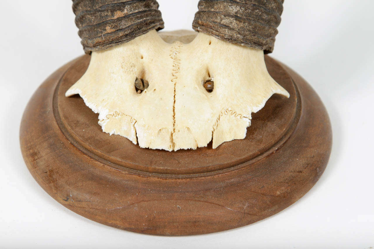 African Springbok Antlers at 1stDibs