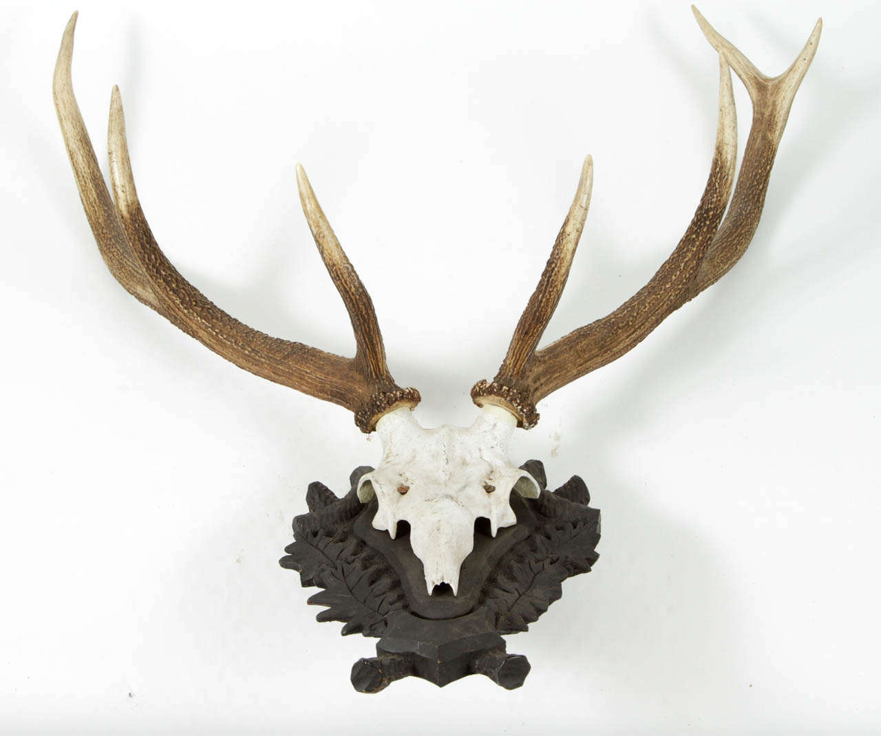 Red Stag Antlers at 1stDibs