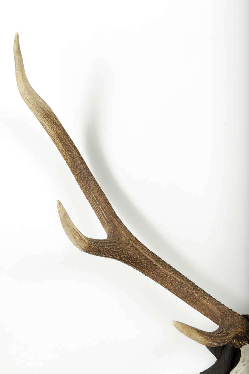 Red Stag Antlers at 1stDibs